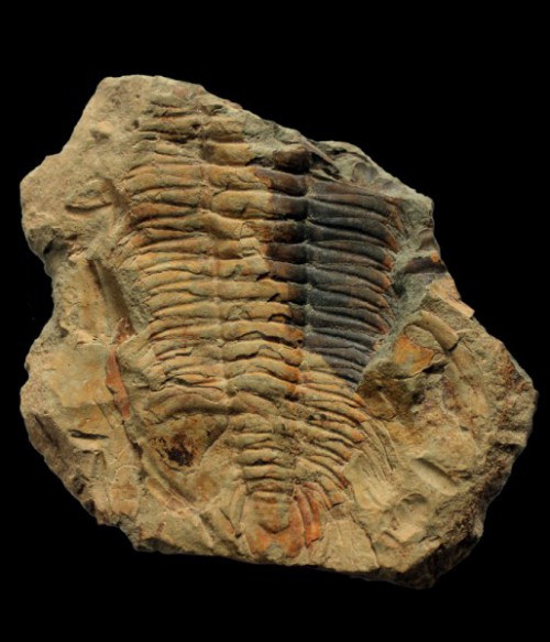 Paradoxides gracilis (Boeck, 1827) - 120 mm (sag), jinecké souvrství ...