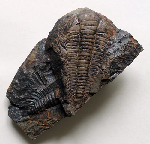 Paradoxides gracilis (Boeck, 1827) - 120 mm (sag), jinecké souvrství ...