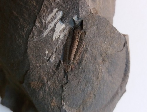 Paradoxides gracilis (Boeck, 1827) - 120 mm (sag), jinecké souvrství ...