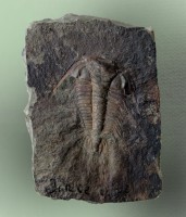 fossil-alma-kambrium