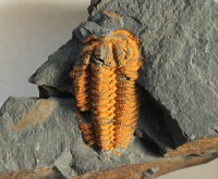 fossil-alma-kambrium